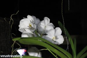 Mencari Bunga Anggrek Hitam, Anggrek Hutan Khas Kalimantan